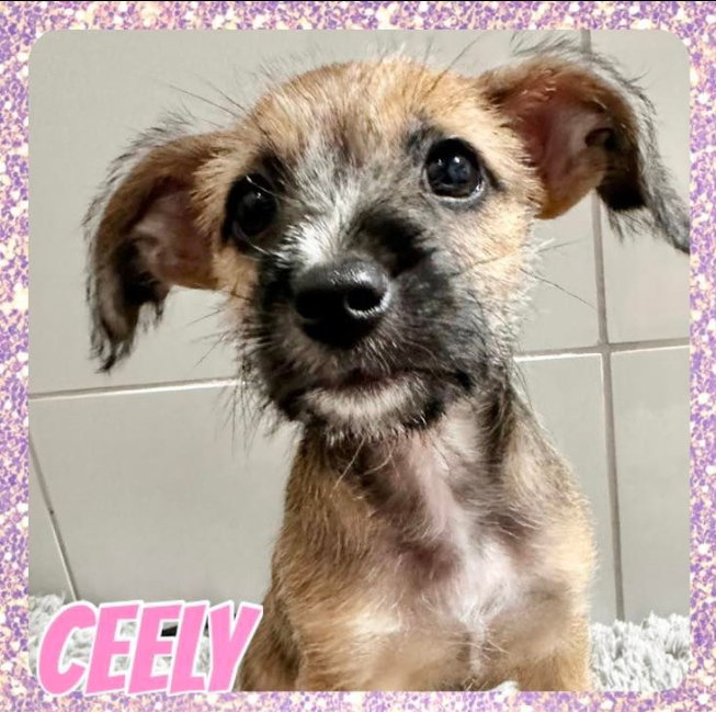 Dog for Adoption - Ceely, a Yorkshire Terrier Yorkie in Fairhope, AL ...