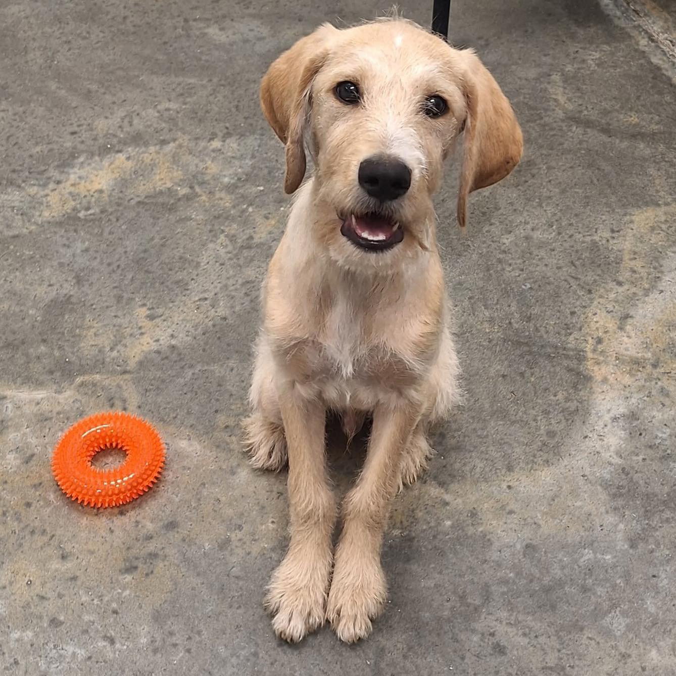 Dog for Adoption - Gazelle aka Gaze, a Poodle (Standard) in Biloxi, MS ...