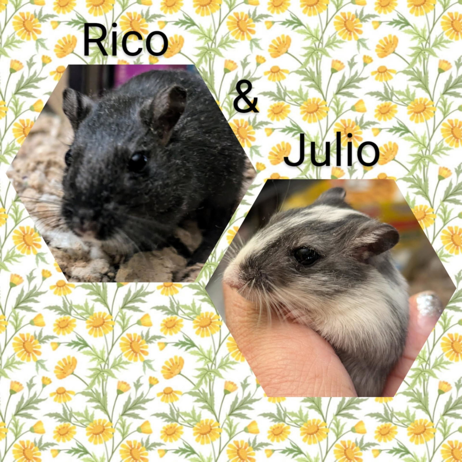 Rico and Julio's Web Page