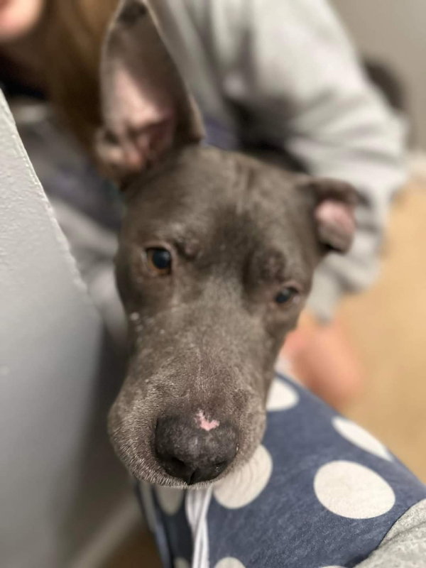Dog for Adoption - Matthew, a Staffordshire Bull Terrier in White ...