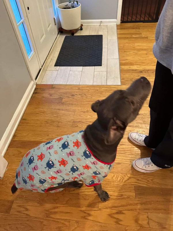 Dog for Adoption - Matthew, a Staffordshire Bull Terrier in Gresham ...