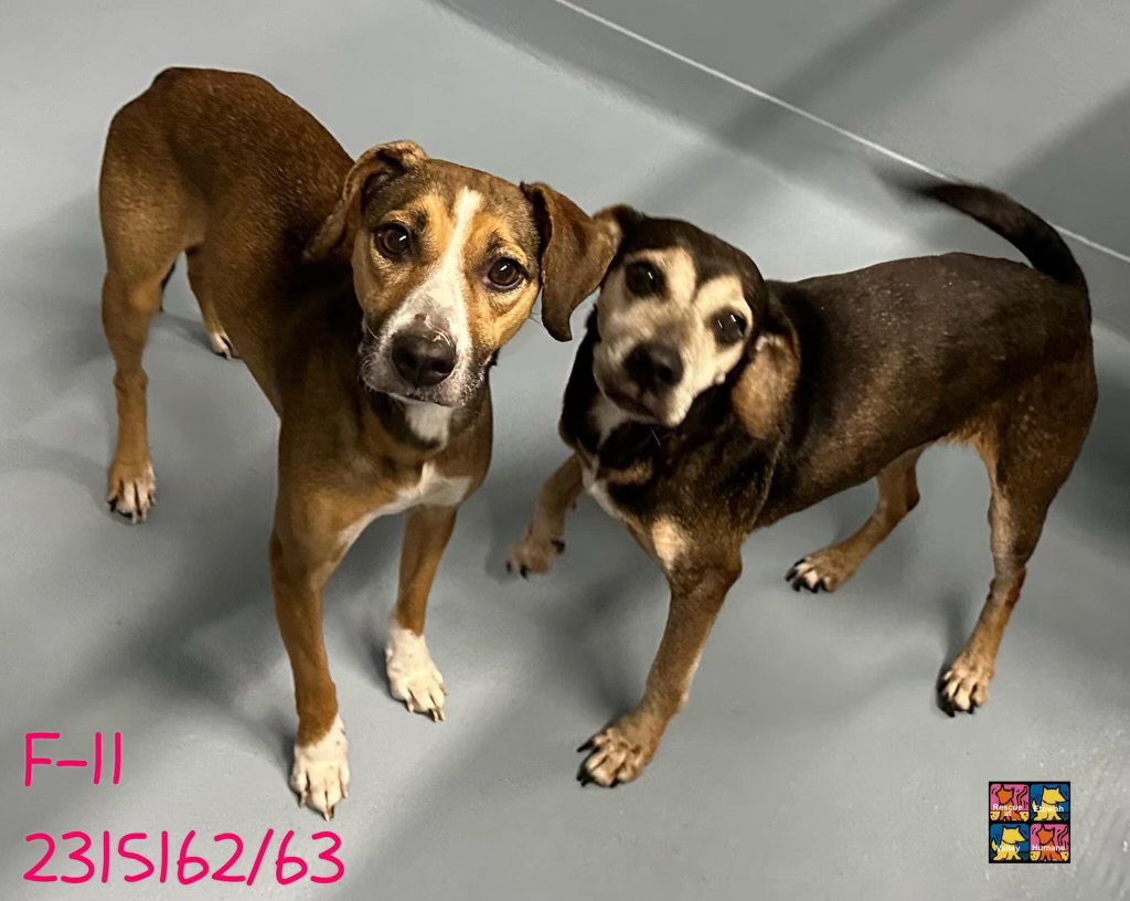 Dog for Adoption - Liza, a Beagle in Blue Ridge, GA | Alpha Paw