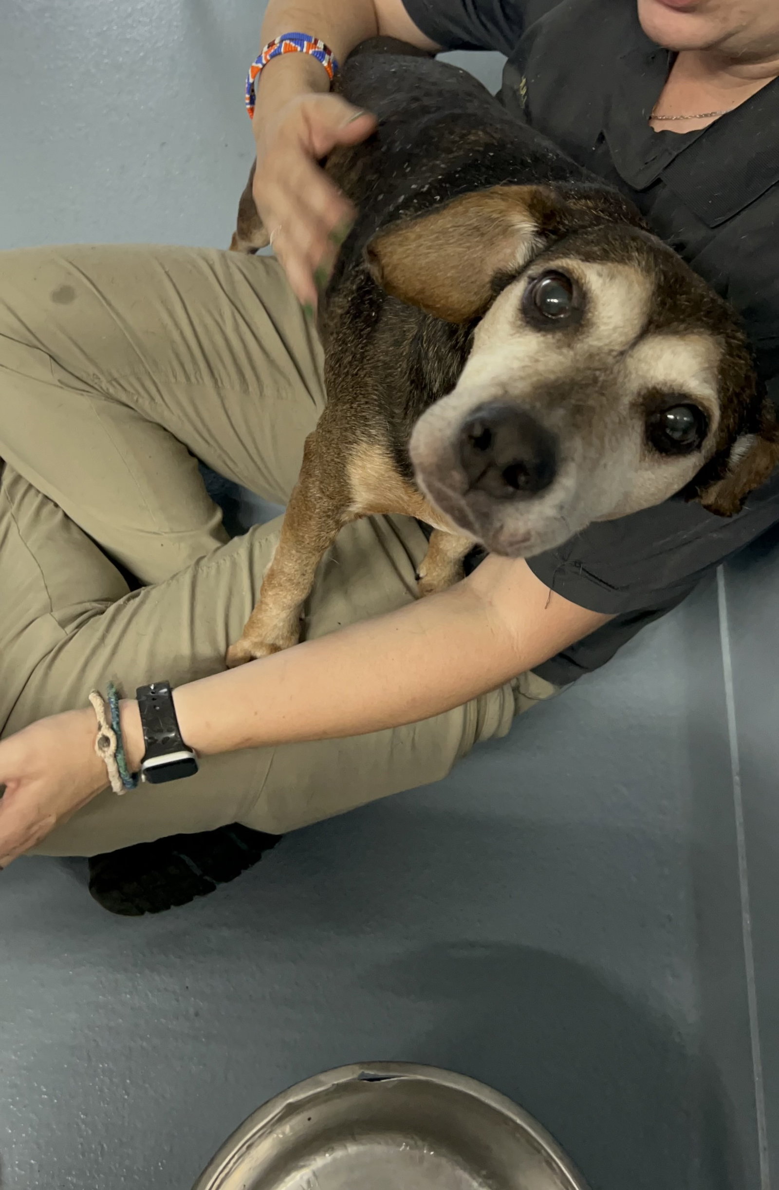 Dog for Adoption - Liza, a Beagle in Blue Ridge, GA | Alpha Paw