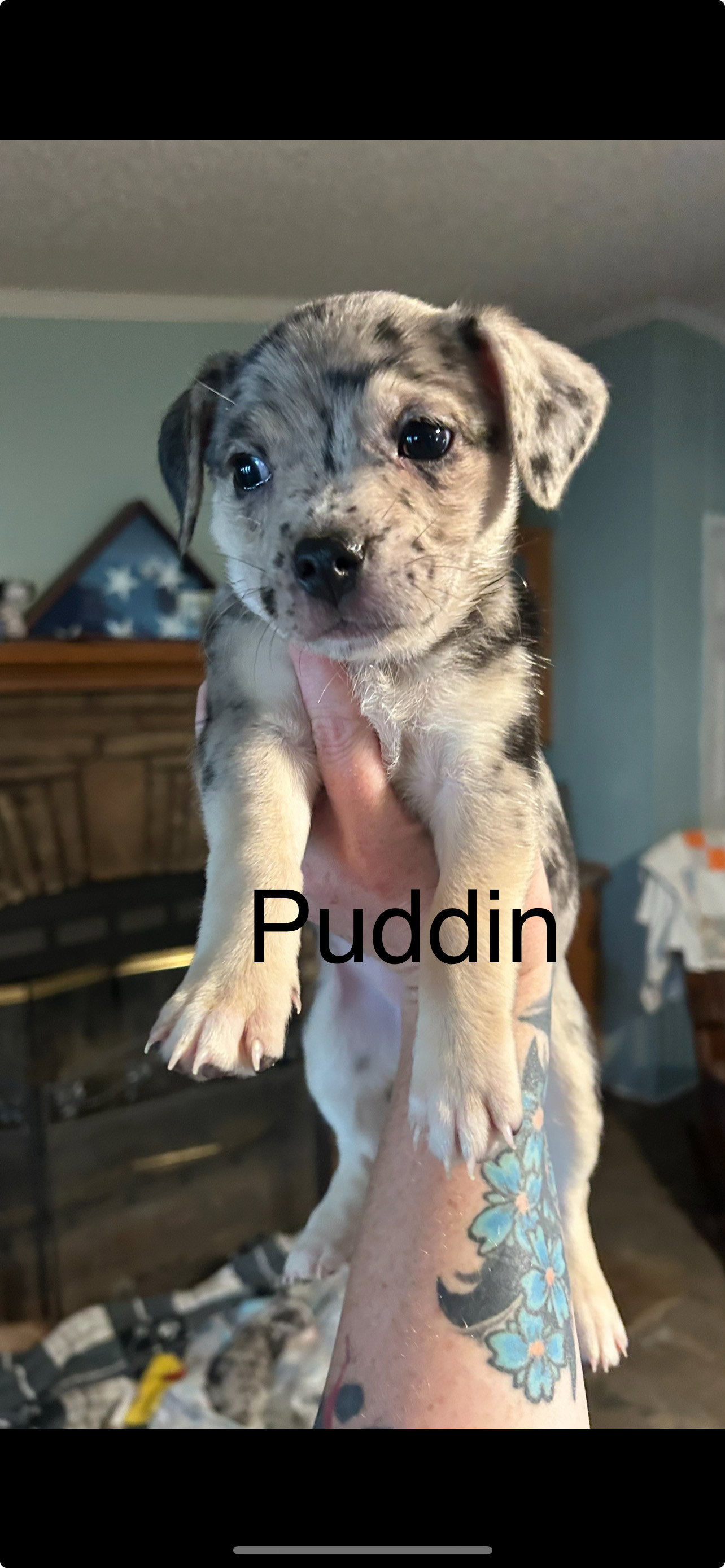 Dog for Adoption - Puddin, a Chihuahua in Blue Ridge, GA | Alpha Paw