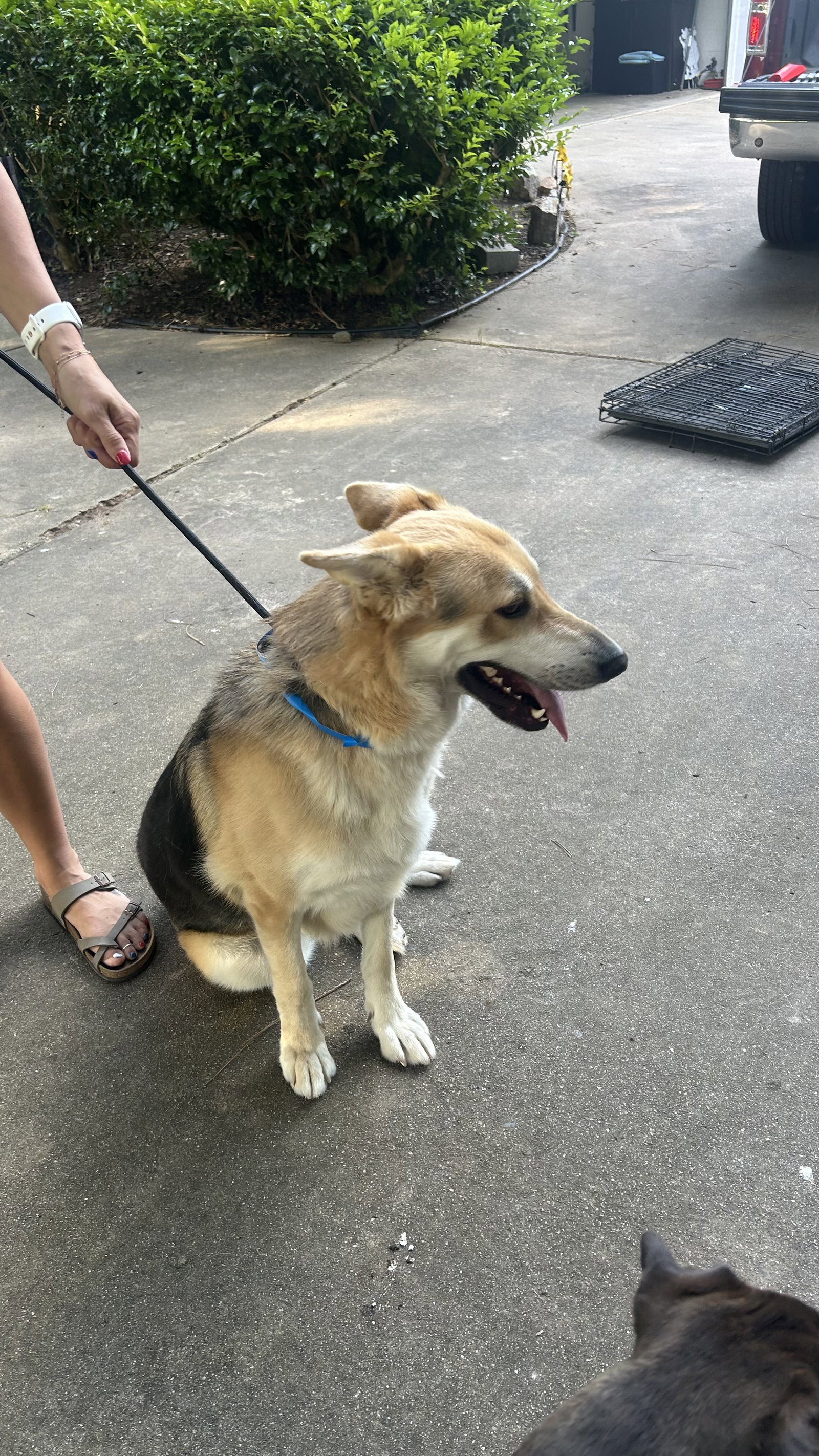 Dog for Adoption - Jim Beam, a Shepherd in Braselton, GA | Alpha Paw