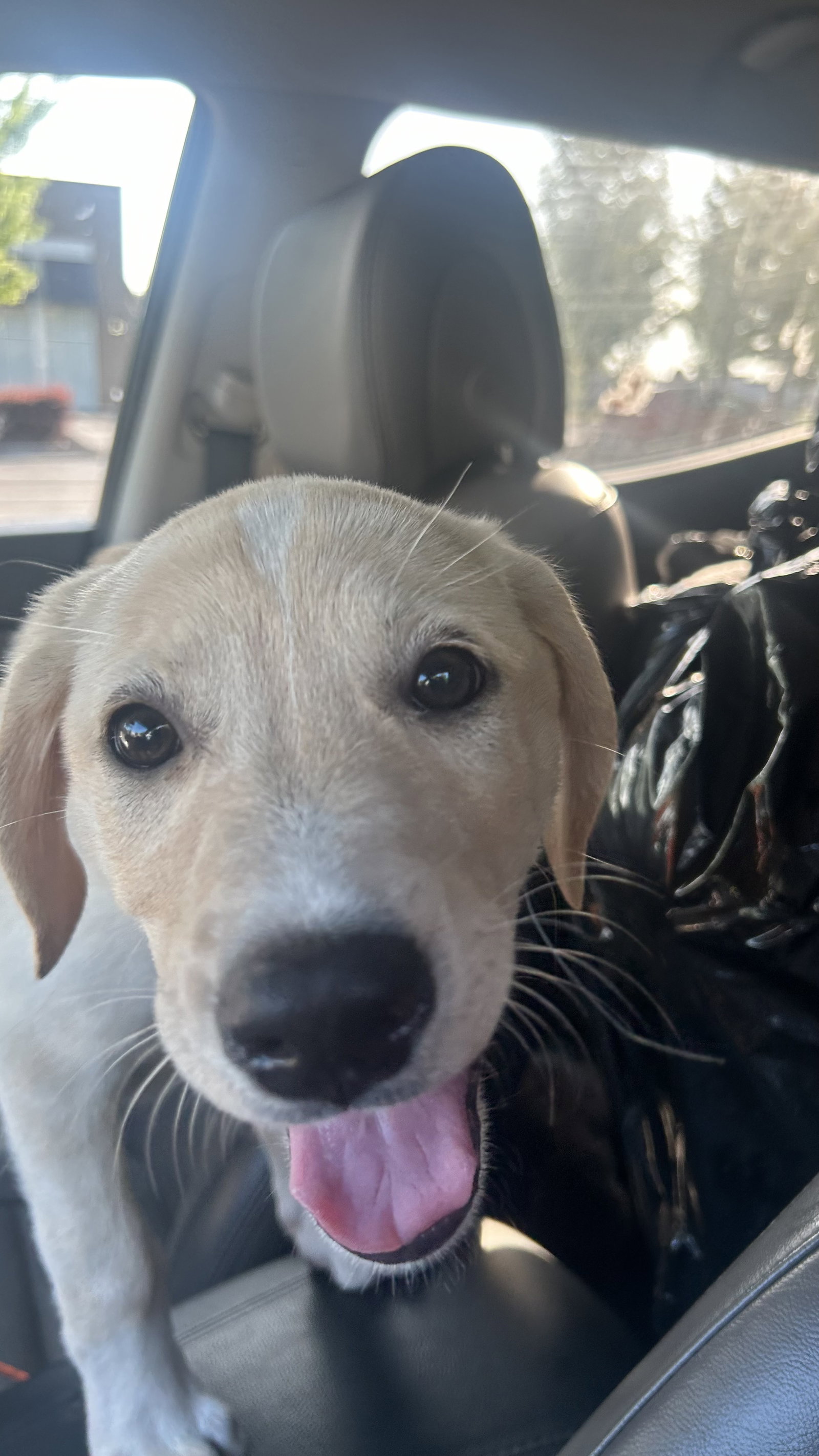 Dog adoption in Rome, GA 30165: Labrador Retriever / Mixed Dog "Marley"