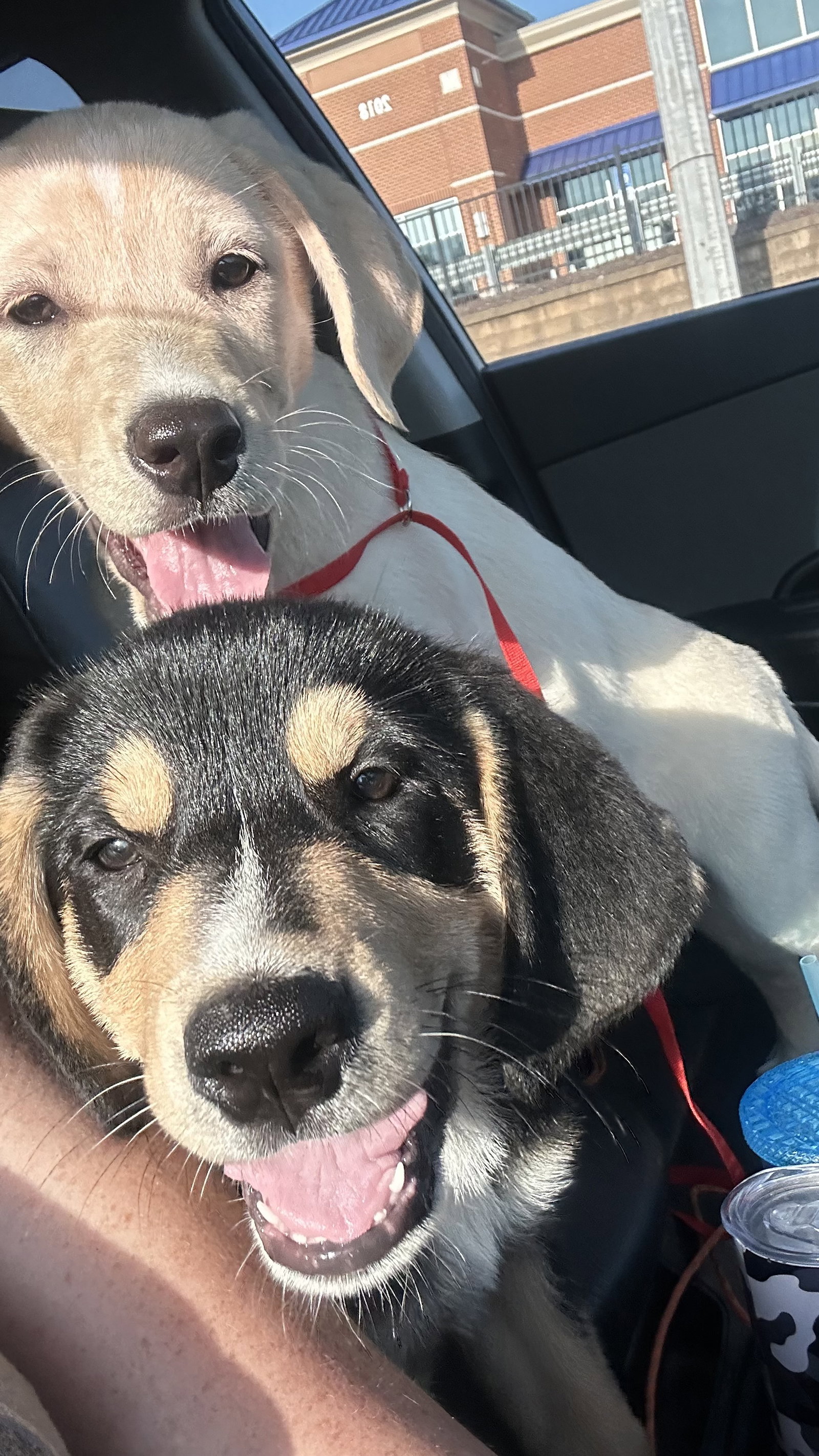 Dog for Adoption - Marley, a Labrador Retriever in Buford, GA | Alpha Paw