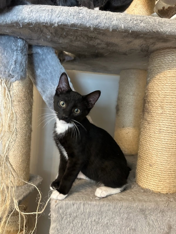Cats for Adoption in Calhoun, Georgia | Alpha Paw