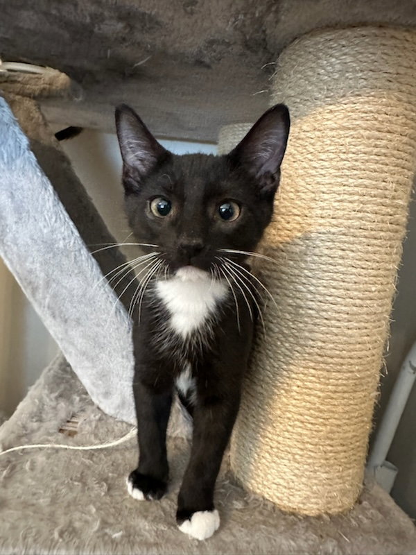 Cats for Adoption in Calhoun, Georgia | Alpha Paw