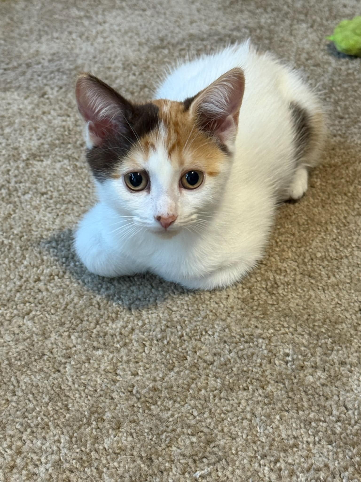 Cats for Adoption in Gainesville, Georgia | Alpha Paw