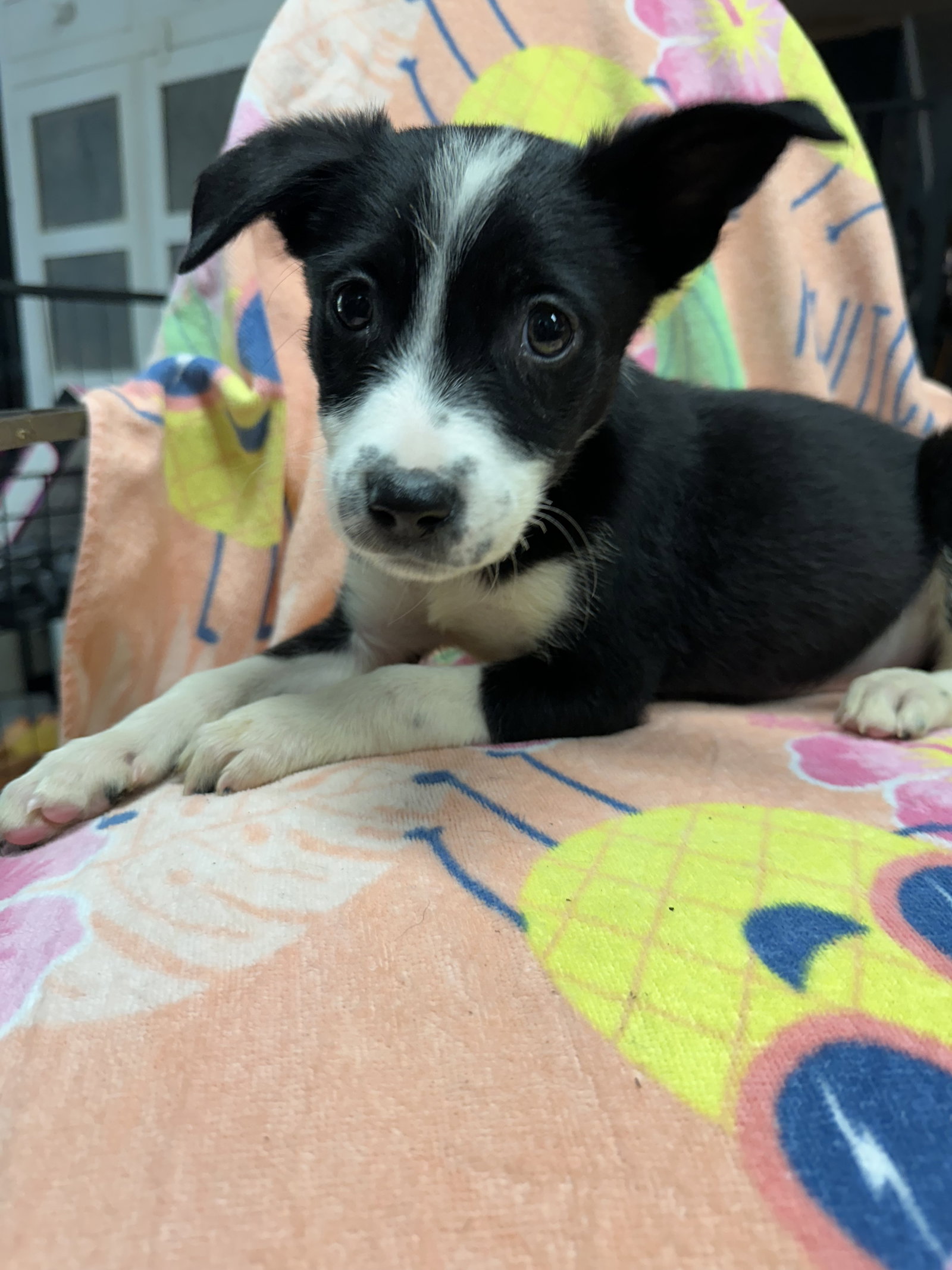Dog for Adoption - Raid, a Australian Shepherd in Druid Hills, GA ...