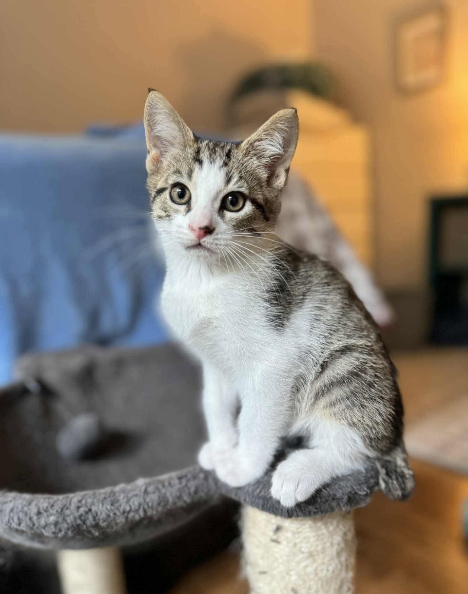 Cats for Adoption in Atlanta, Georgia | Alpha Paw