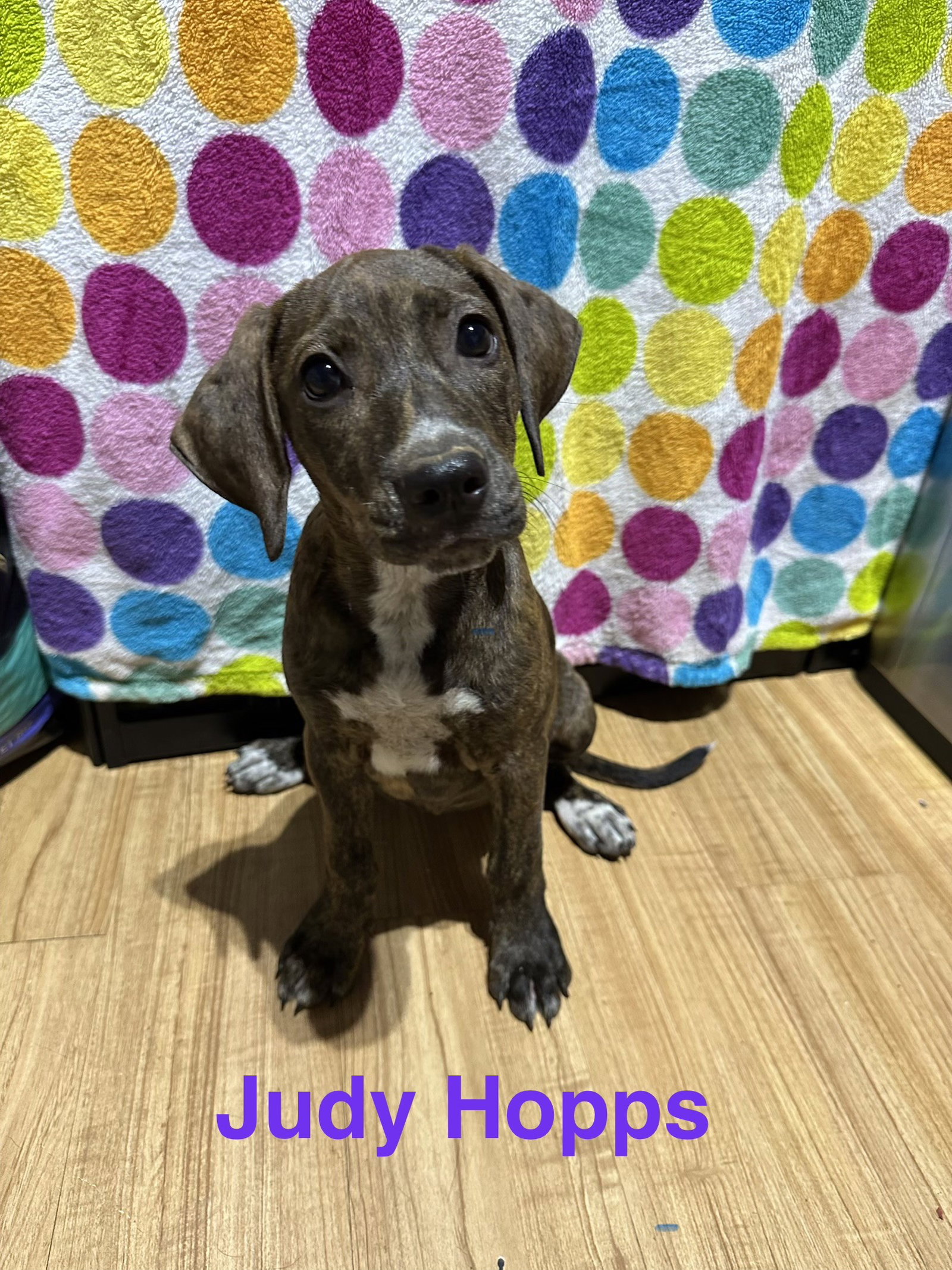 Dog for Adoption - Judy Hopps, a Hound in Barrow County, GA | Alpha Paw