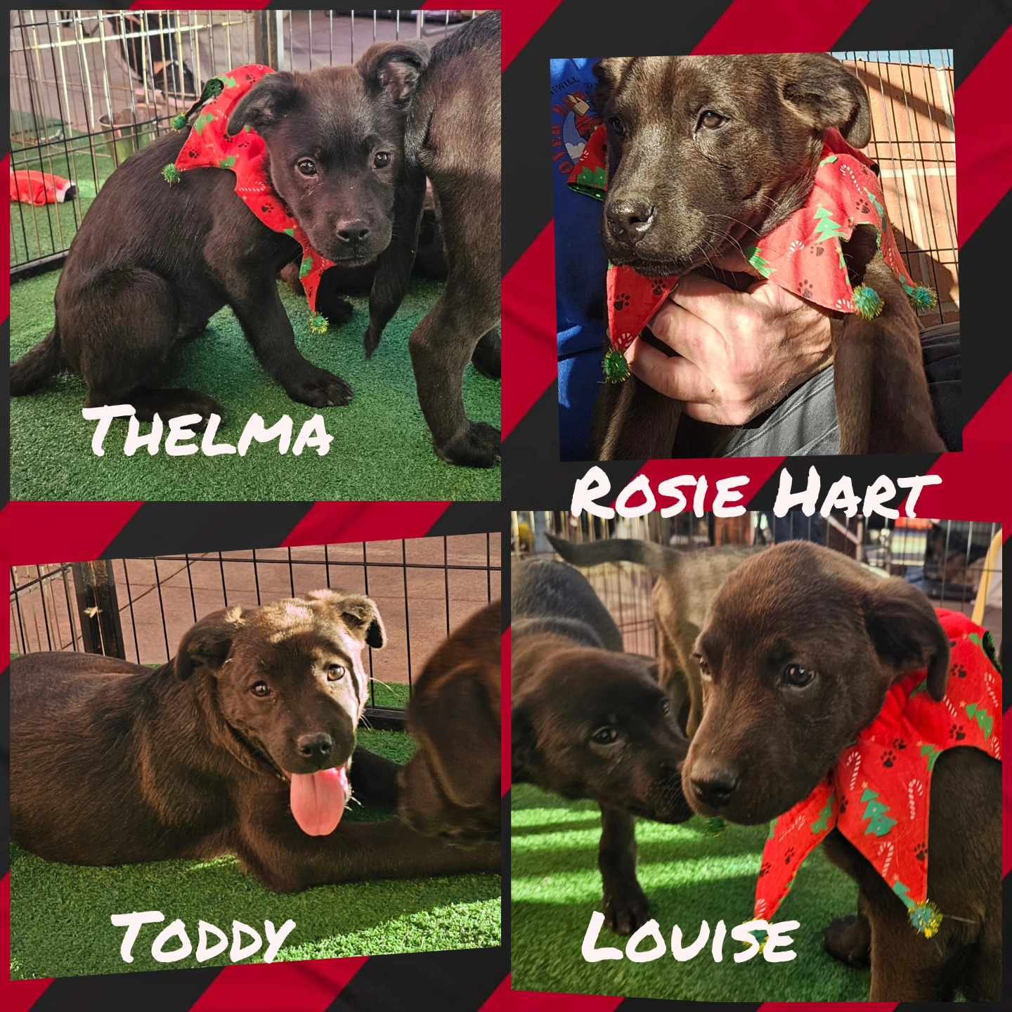 Dog for Adoption - Rosie Hart, a Labrador Retriever in Cerritos, CA ...