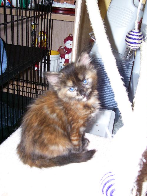 Seren's Web Page
