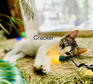 Cracker 10.3.22's Web Page
