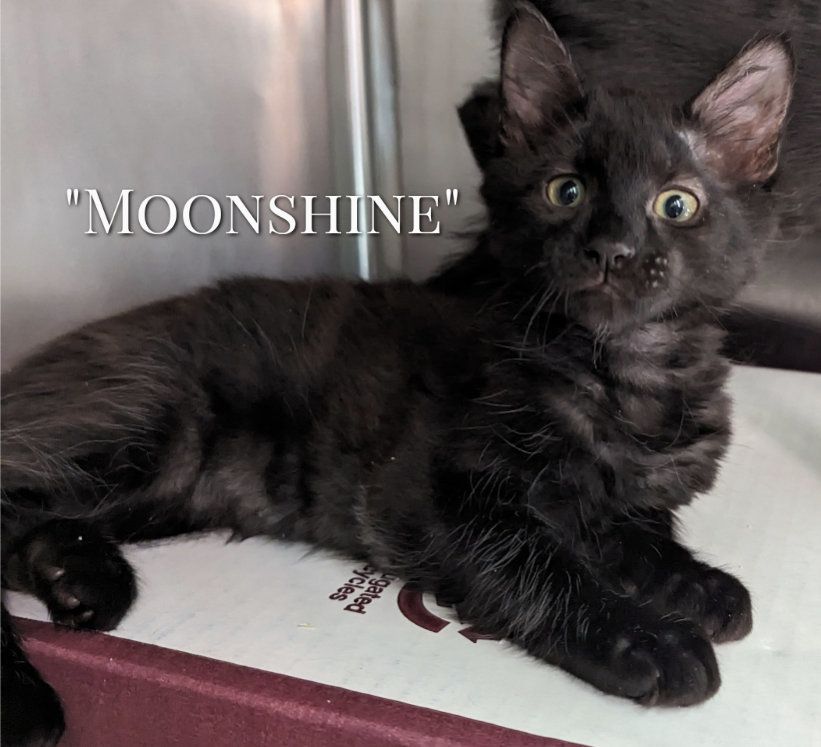 Moonshine 5.1.23's Web Page