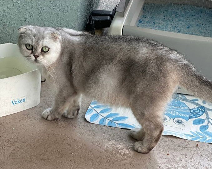 Cats for Adoption in Ocala, Florida | Alpha Paw