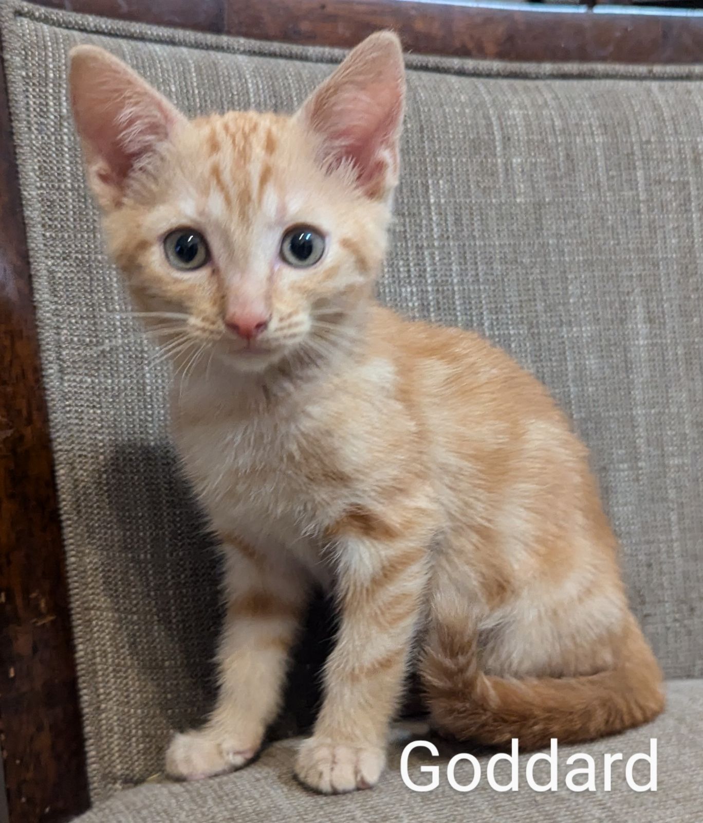 Goddard 8.1.24's Web Page