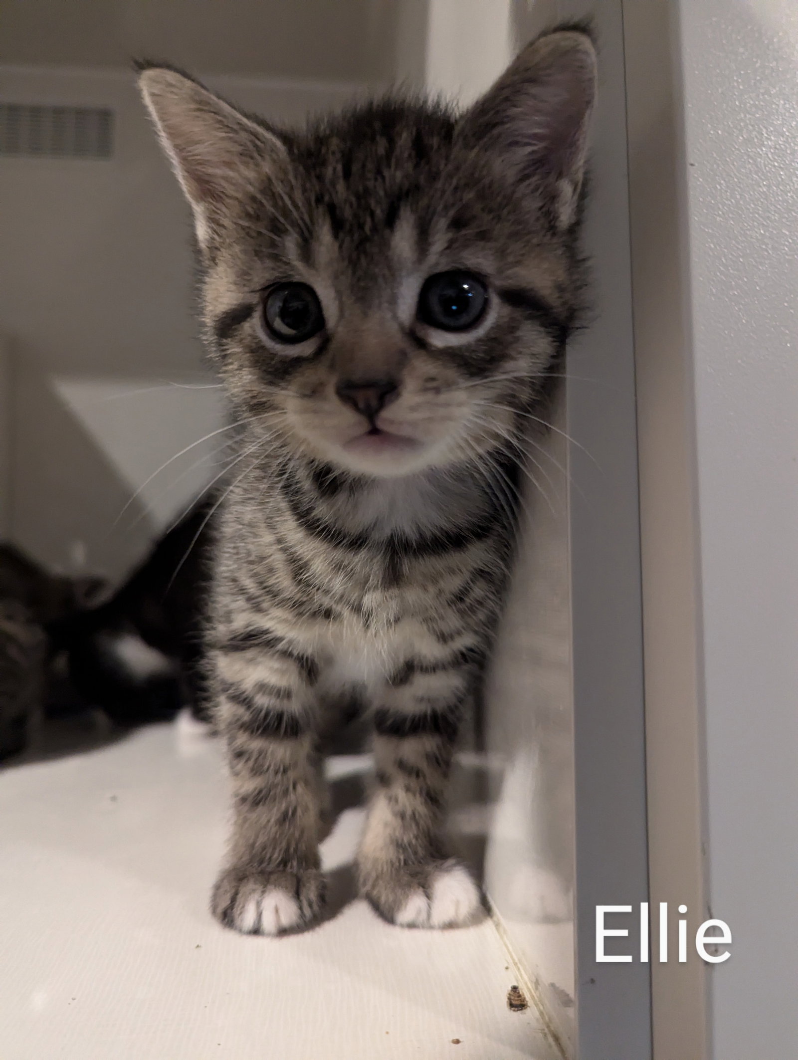 Ellie 11.29.24's Web Page