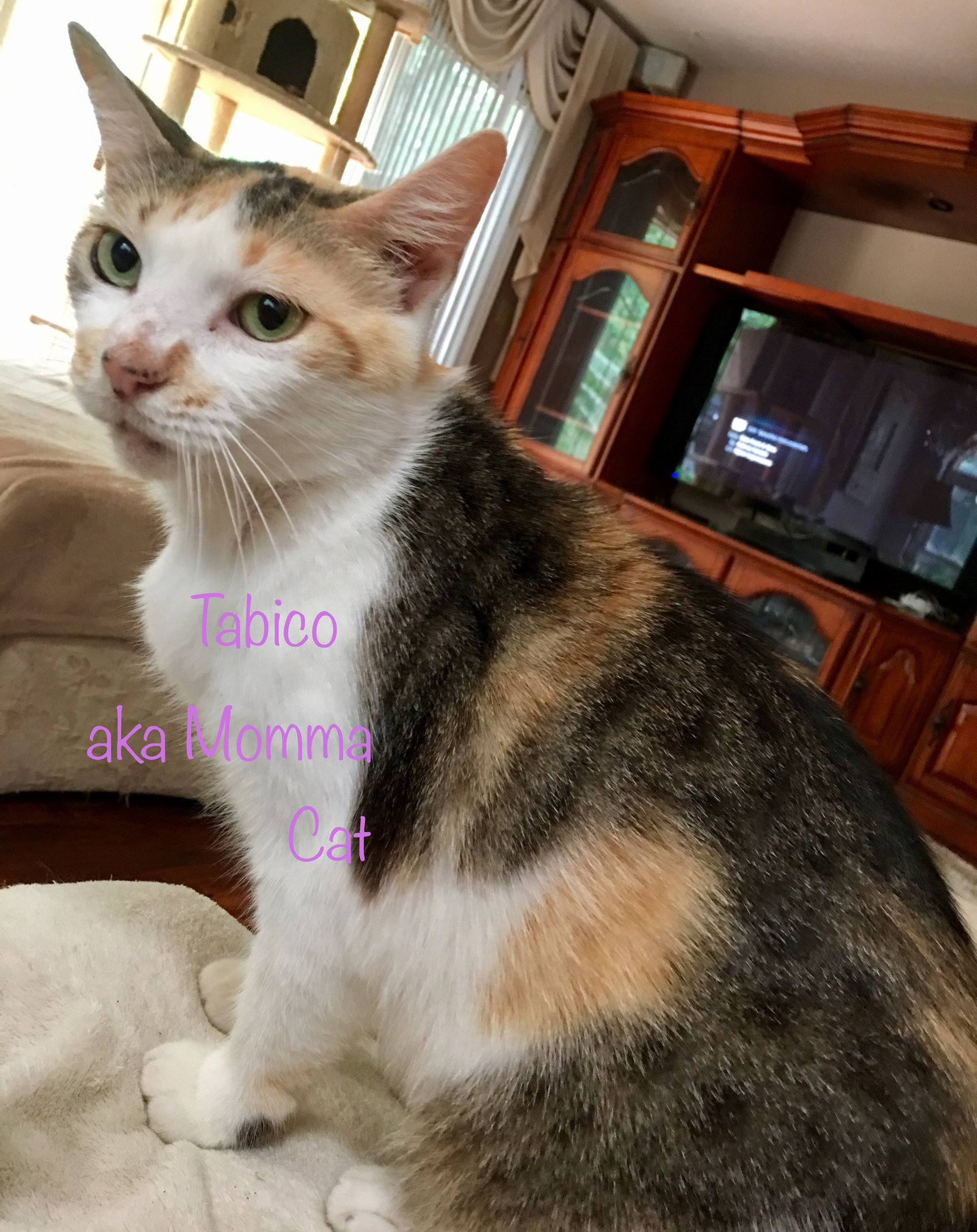 Tabico (KJ) 8.25.07's Web Page
