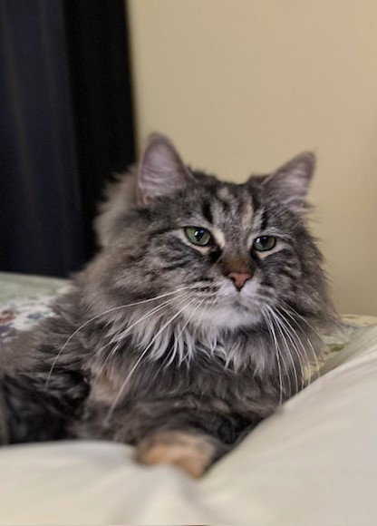 Cats for Adoption in Grand Traverse County, Michigan | Alpha Paw