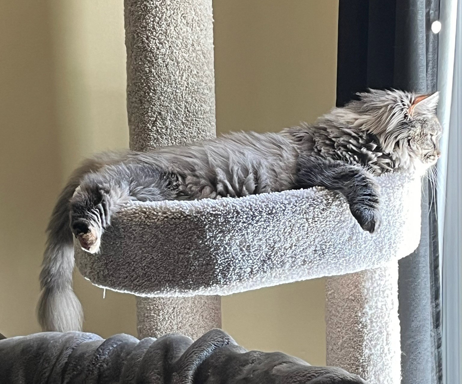 Cats for Adoption in Traverse City, Michigan | Alpha Paw