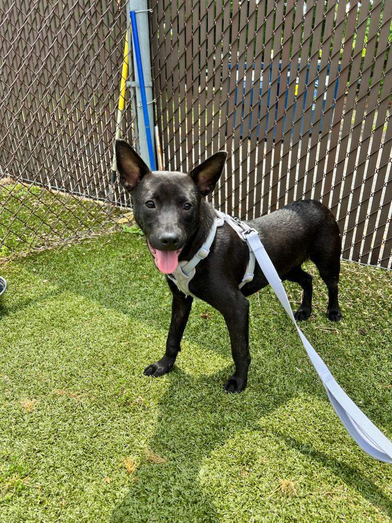 Dog adoption in Astoria, NY 11103: Rat Terrier / Australian Kelpie / Mixed (medium coat) Dog "Enzo"