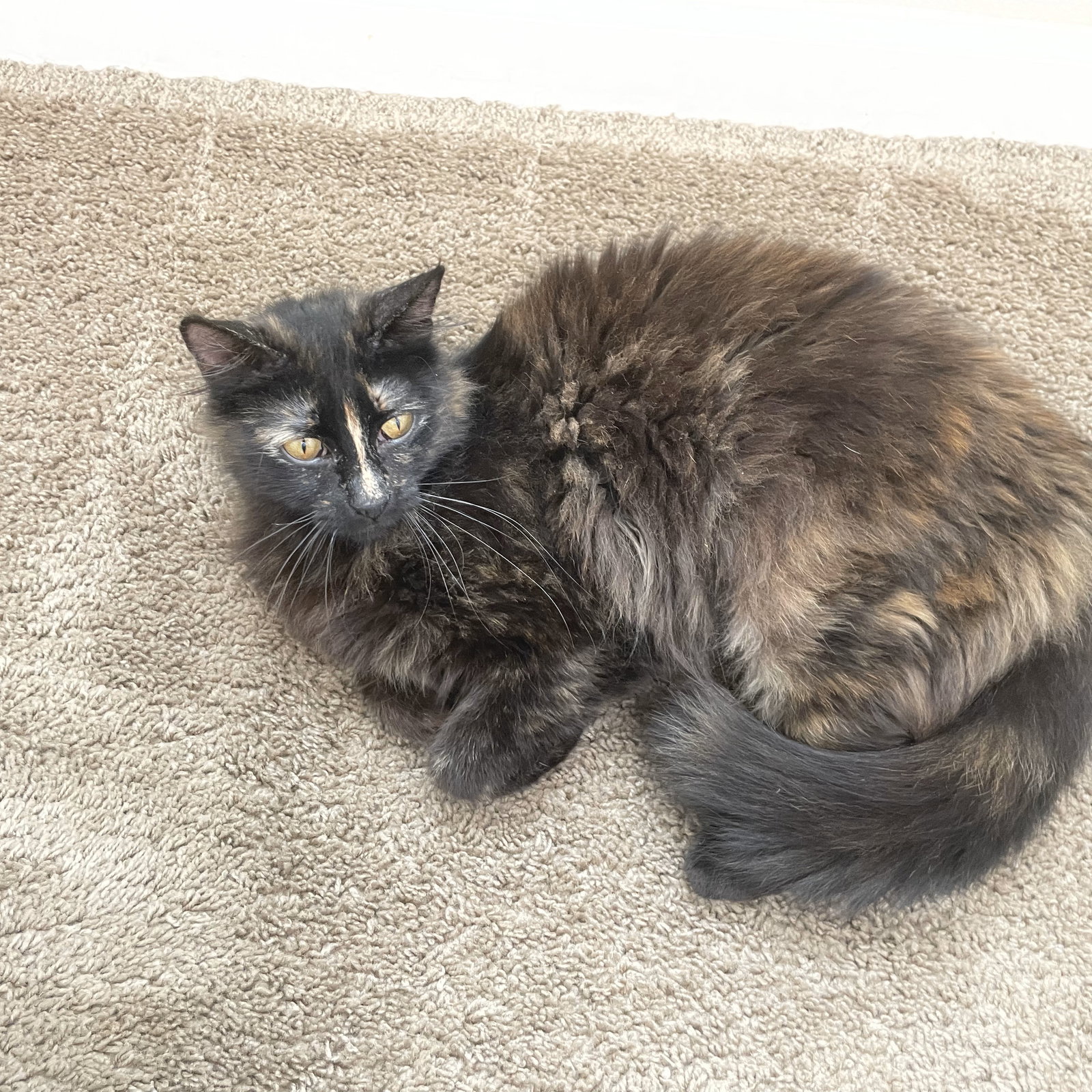 Cats for Adoption in Mcminnville, Oregon | Alpha Paw