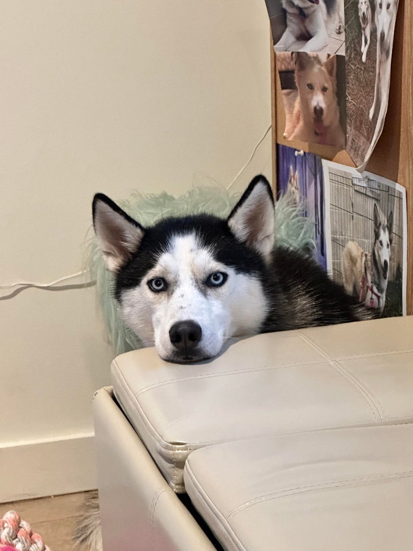 Dog for Adoption - Blu, a Siberian Husky in Marlton, NJ | Alpha Paw