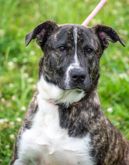 Dog for Adoption - Sammie*, a Boxer in Spartanburg County, SC | Alpha Paw