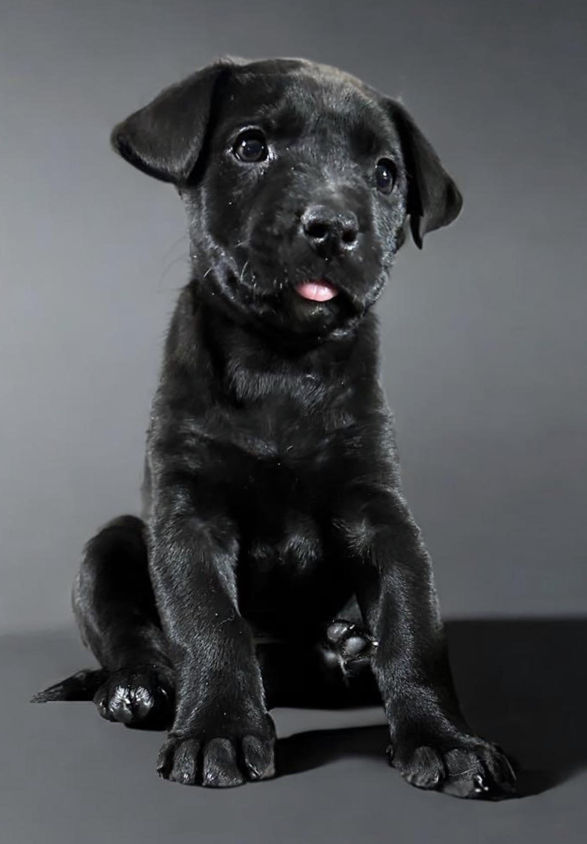 Dog adoption in Appleton, WI 54914: Unknown breed Dog "Sarah-Cane Corso ...