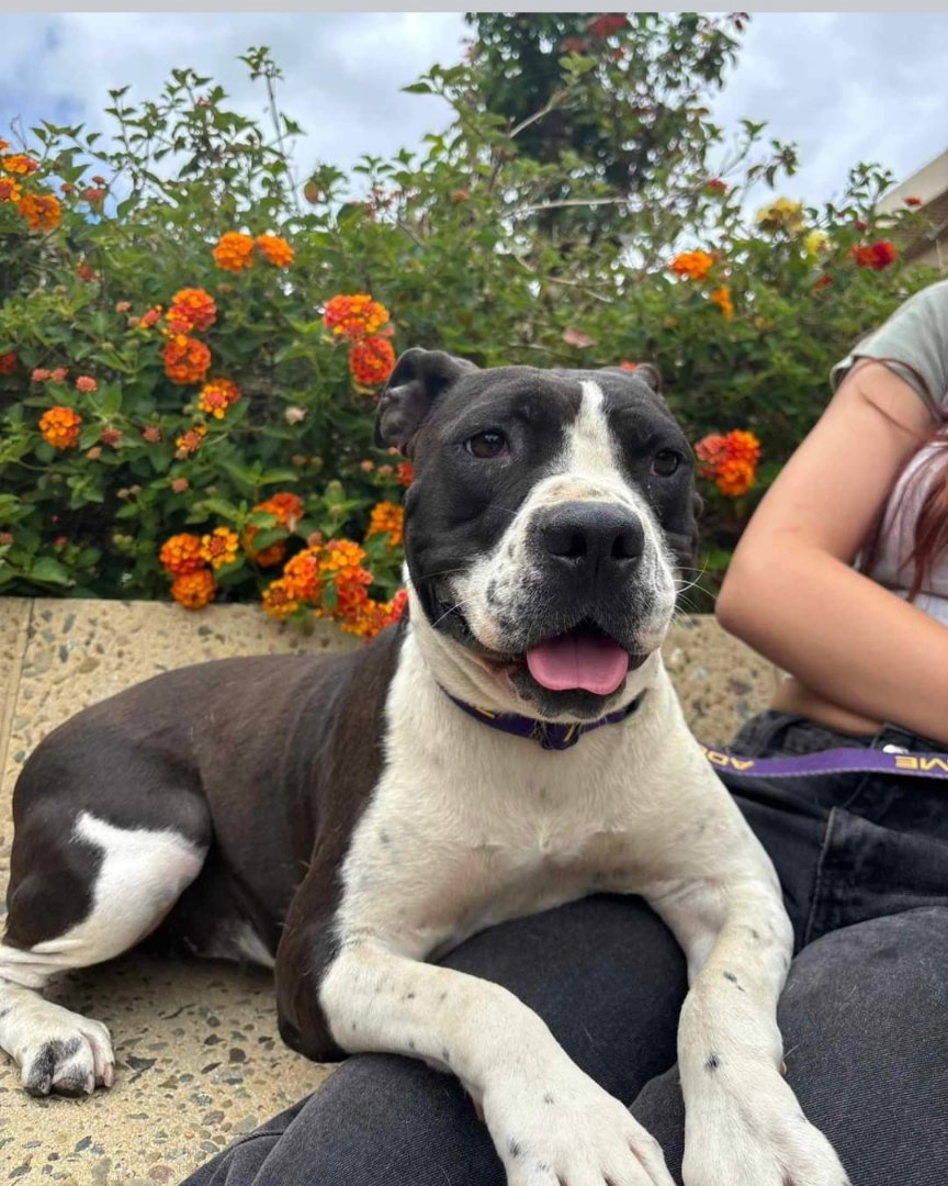 Dog for Adoption - Gloria, a American Bulldog in Mariposa, CA | Alpha Paw