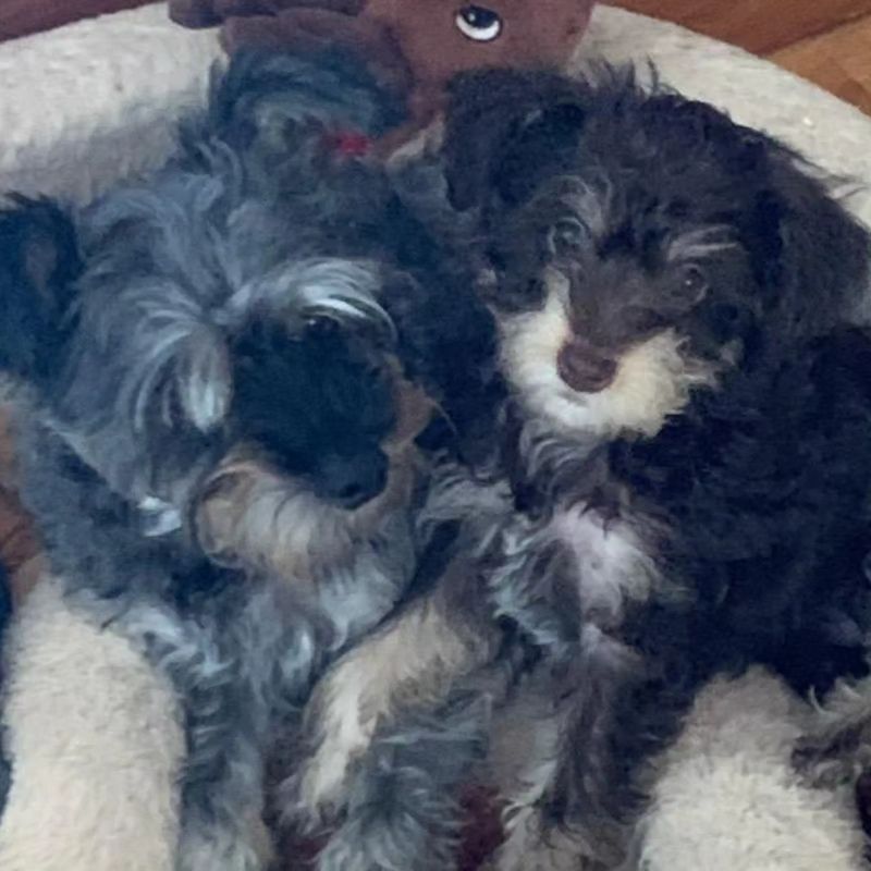 Dog for Adoption - Mouse the Schnoodle, a Poodle (Miniature) in San ...