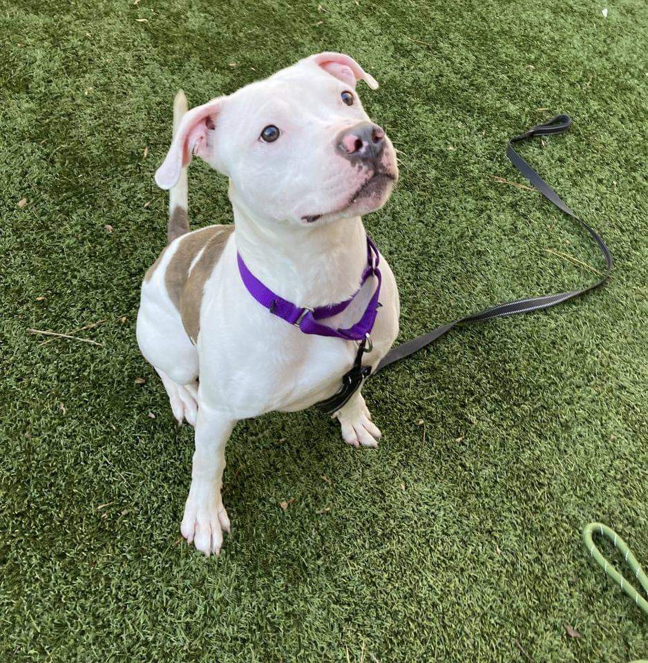 Dog for Adoption - Little Rascal - Urgent, a American Pit Bull Terrier ...