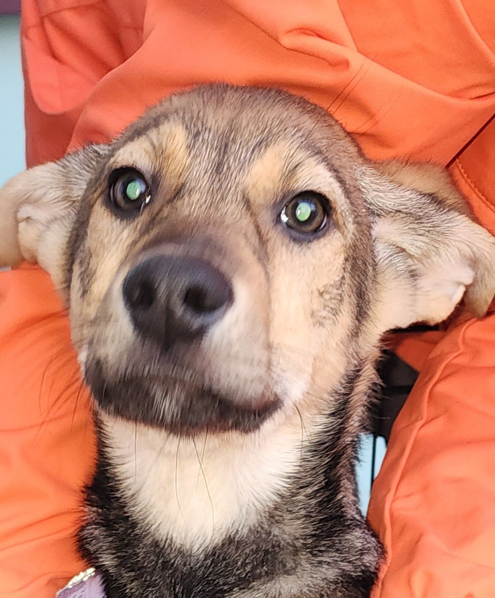 Dog for Adoption - James, a German Shepherd Dog in Vallejo, CA | Alpha Paw