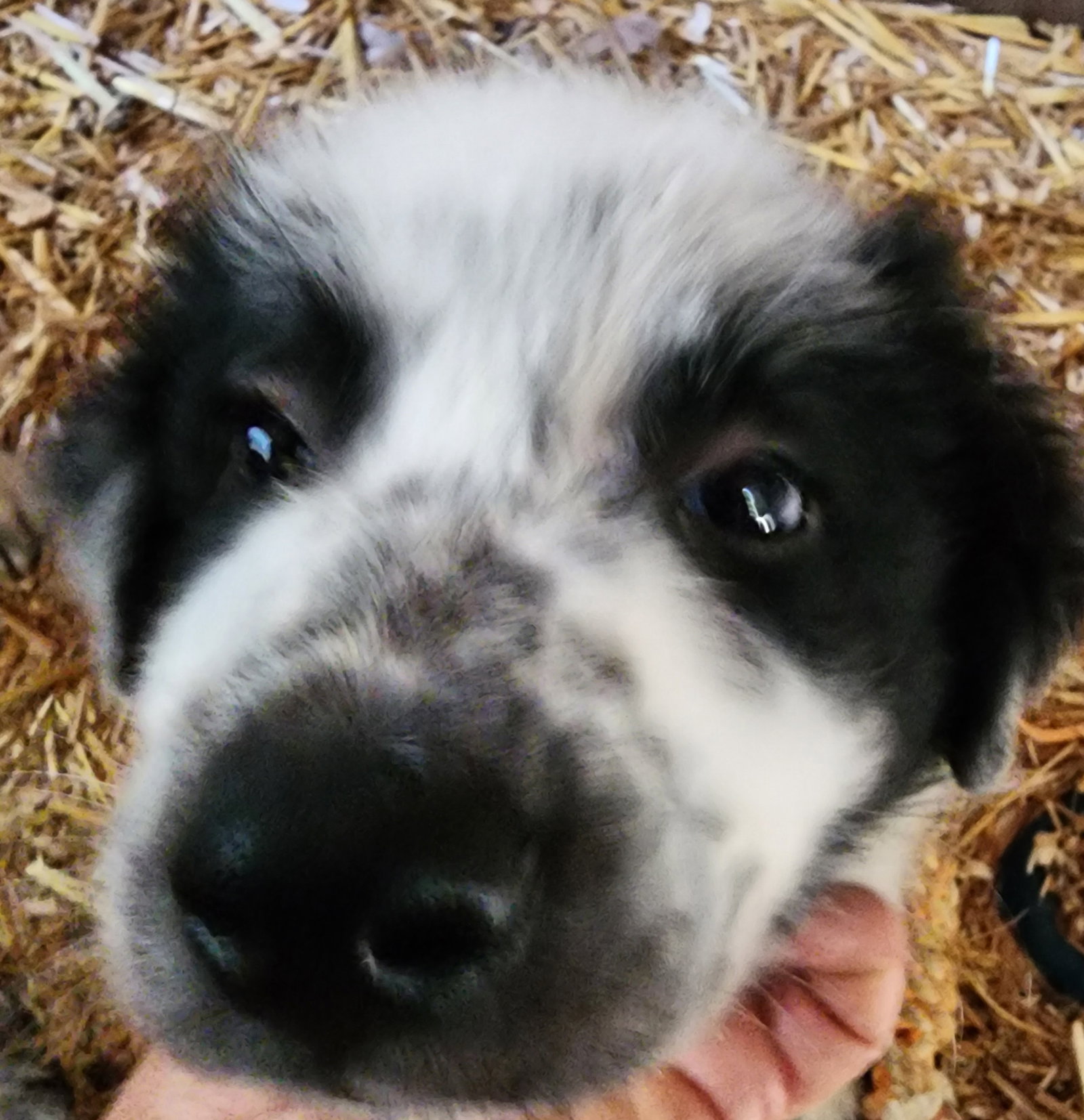Dog for Adoption - Seb, a Australian Cattle Dog/Blue Heeler in ...