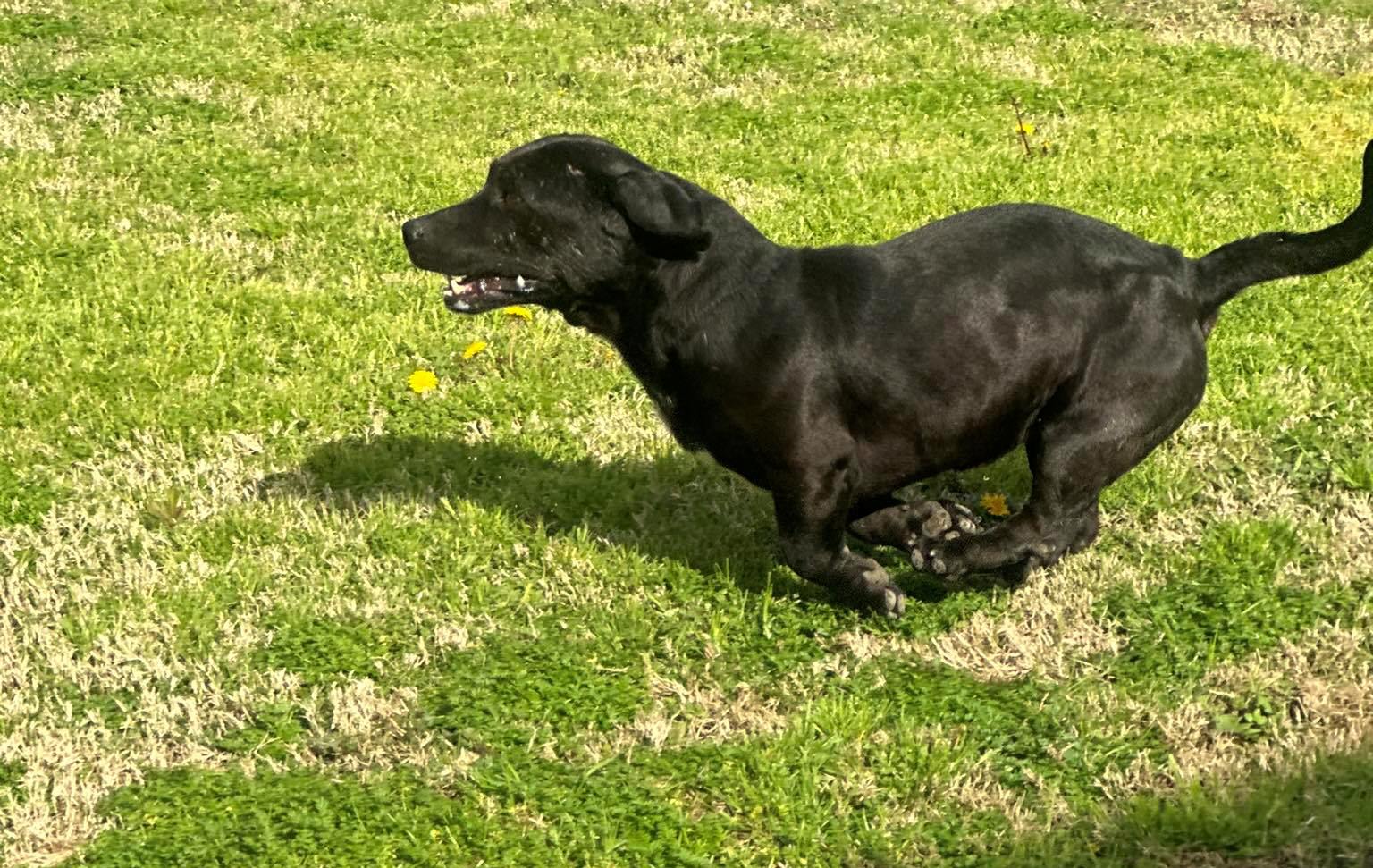 Dog for Adoption - Short Stack, a Basset Hound in Troutdale, OR | Alpha Paw