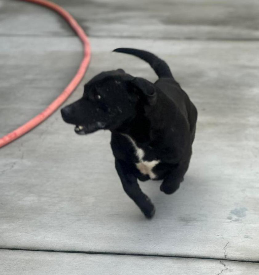Dog for Adoption - Short Stack, a Basset Hound in Troutdale, OR | Alpha Paw