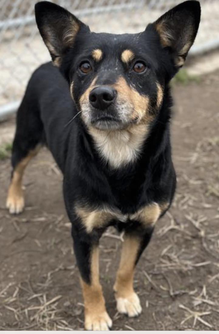 Dog for Adoption - Kinzi, a Corgi in Cowlitz County, WA | Alpha Paw
