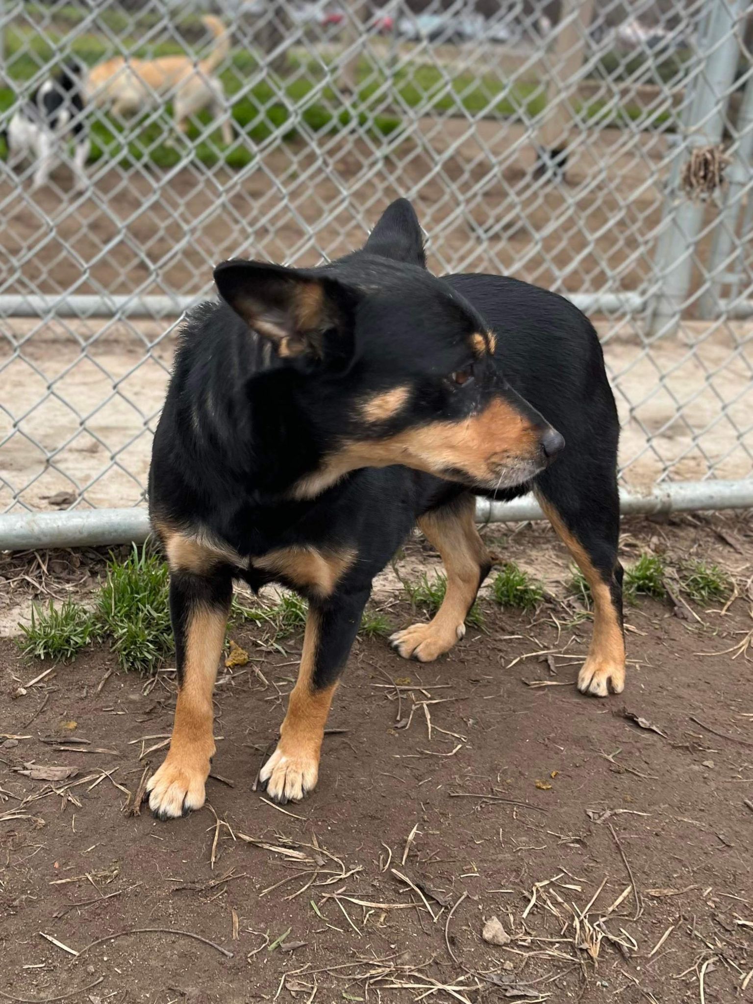 Dog for Adoption - Kinzi, a Corgi in Cowlitz County, WA | Alpha Paw