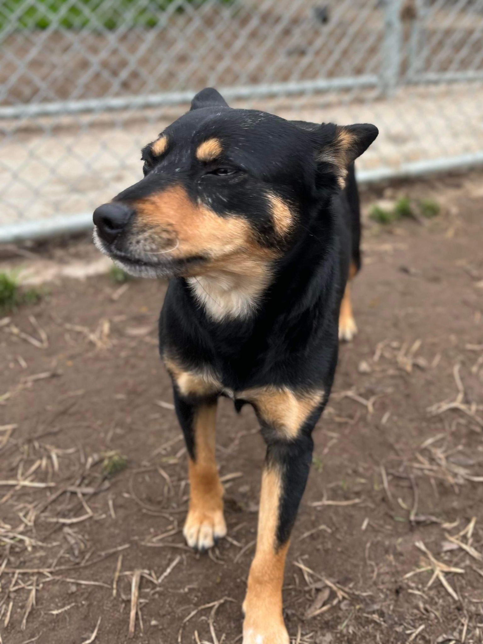 Dog for Adoption - Kinzi, a Corgi in Cowlitz County, WA | Alpha Paw