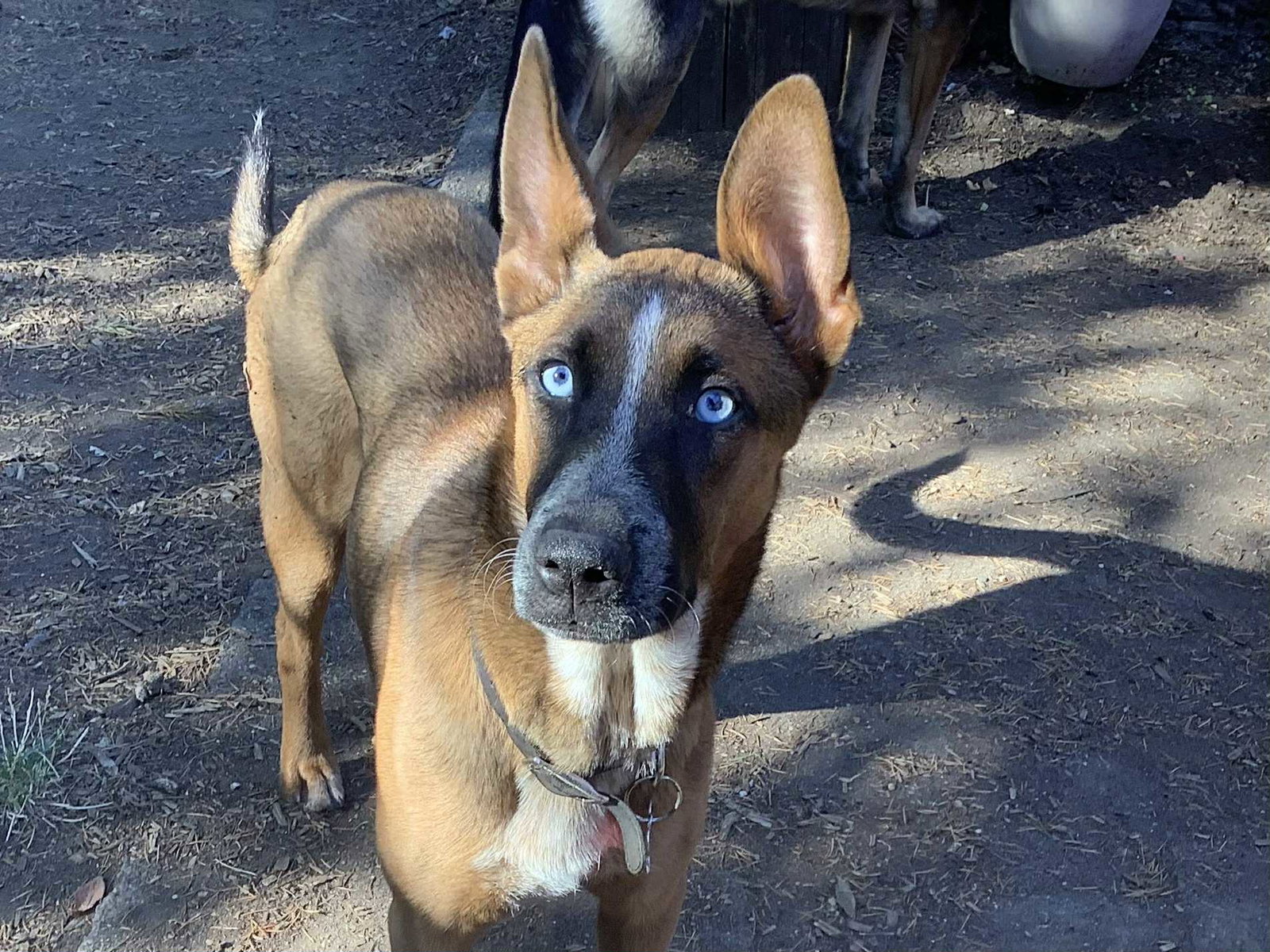 Dog for Adoption - Fabio the Ladies Man, a Australian Cattle Dog/Blue ...