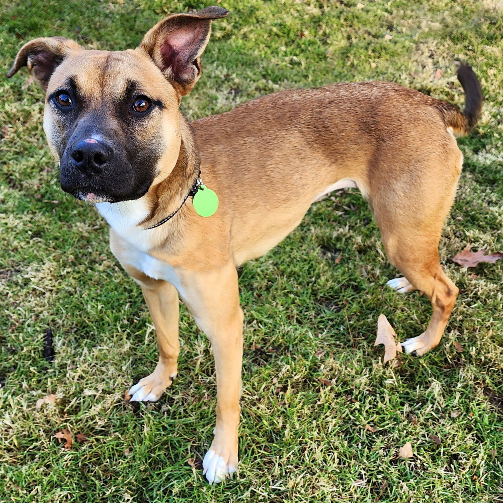 Dog for Adoption - Roo, a Black Mouth Cur in Turners Falls, MA | Alpha Paw