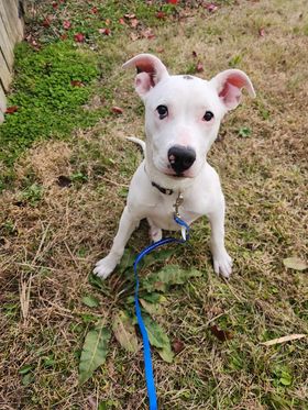 Dog for Adoption - Crystal, a Jack Russell Terrier in Sussex County, VA ...