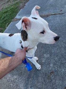 Dog for Adoption - Crystal, a Jack Russell Terrier in Sussex County, VA ...