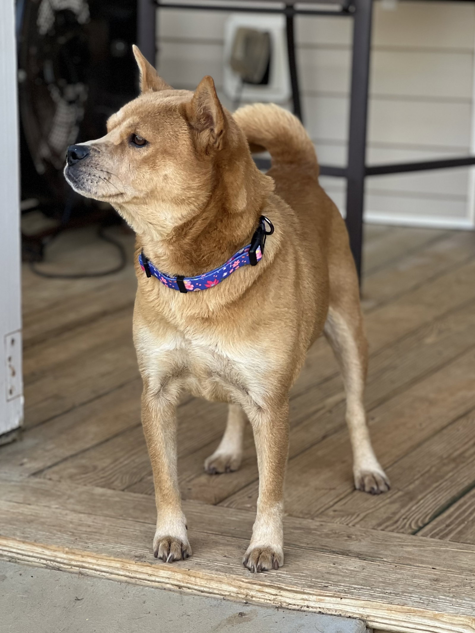 Dog for Adoption - Ruby, a Shiba Inu in Toccoa, GA | Alpha Paw