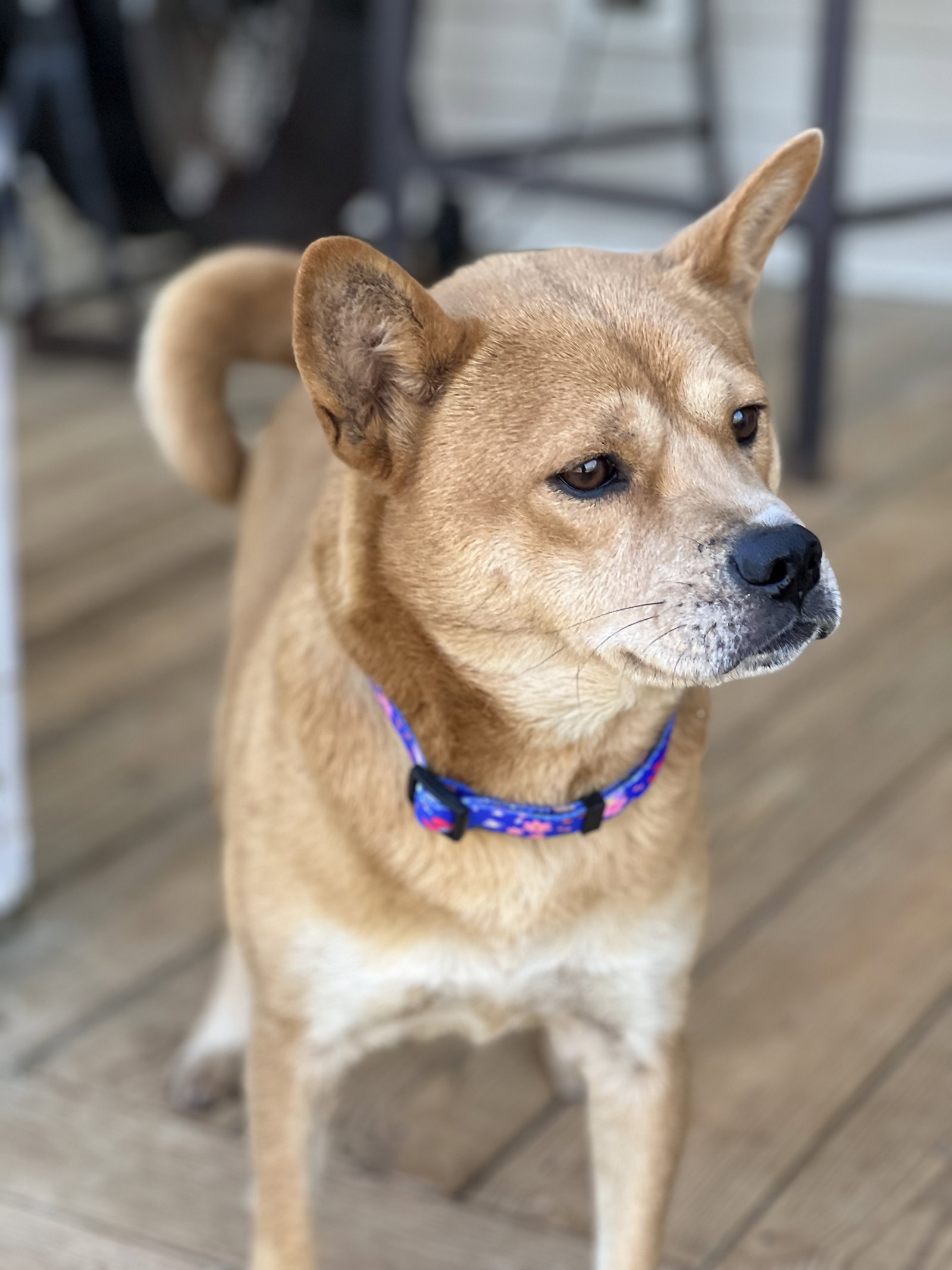 Dog for Adoption - Ruby, a Shiba Inu in Toccoa, GA | Alpha Paw