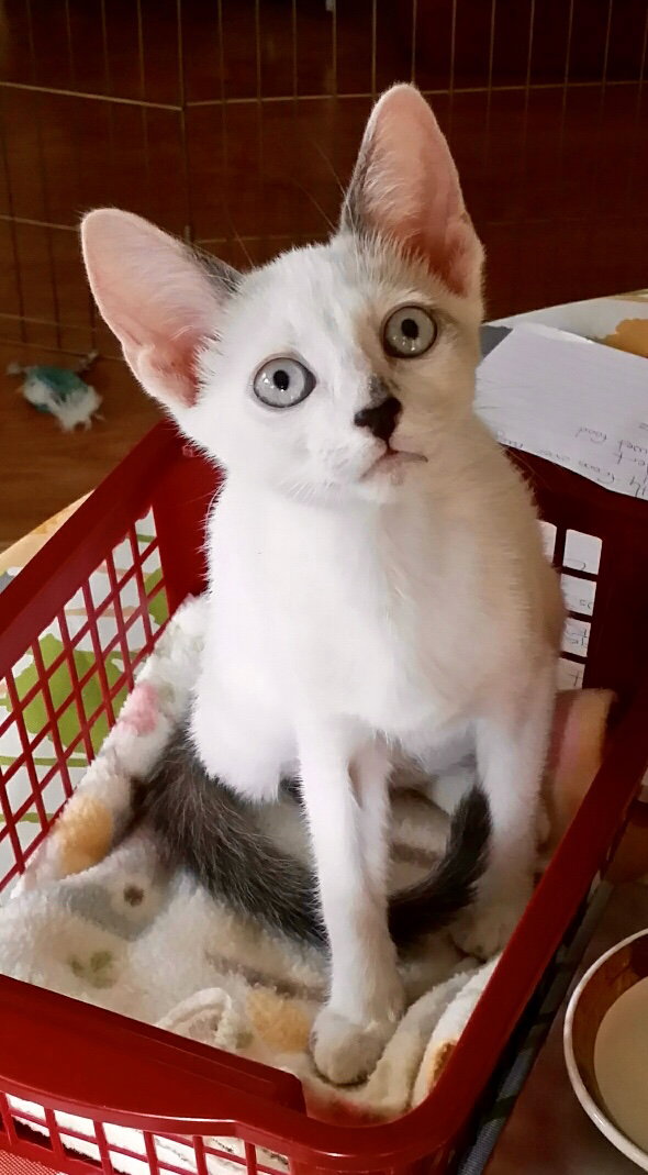 Cats for Adoption in West Palm Beach, Florida | Alpha Paw