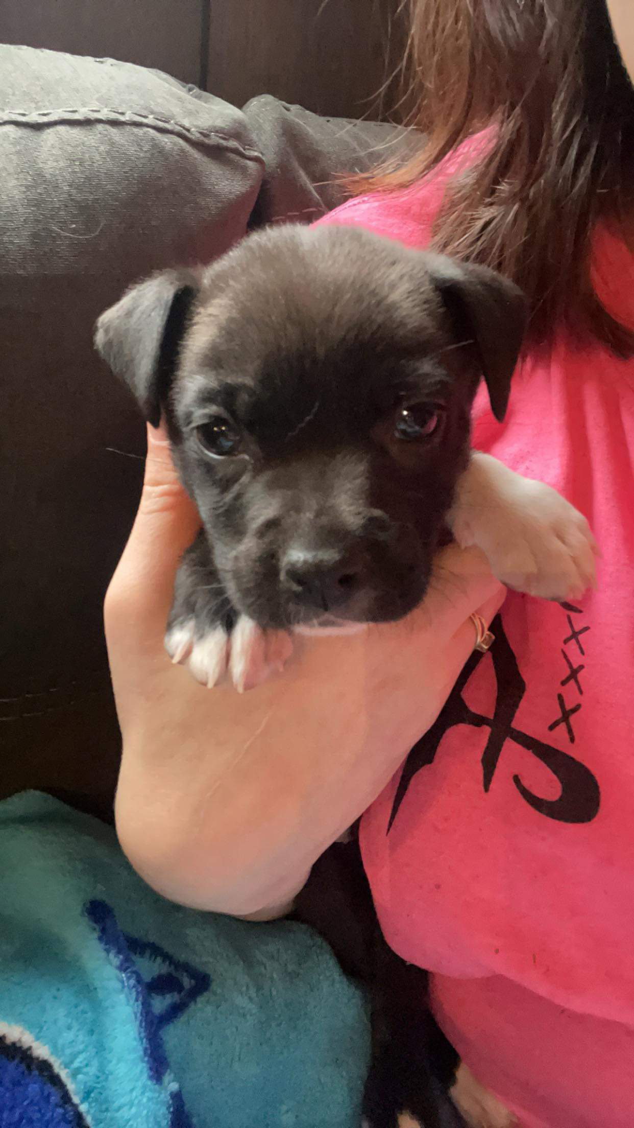 Dog for Adoption - Blossom, a Labrador Retriever in Stokes County, NC ...